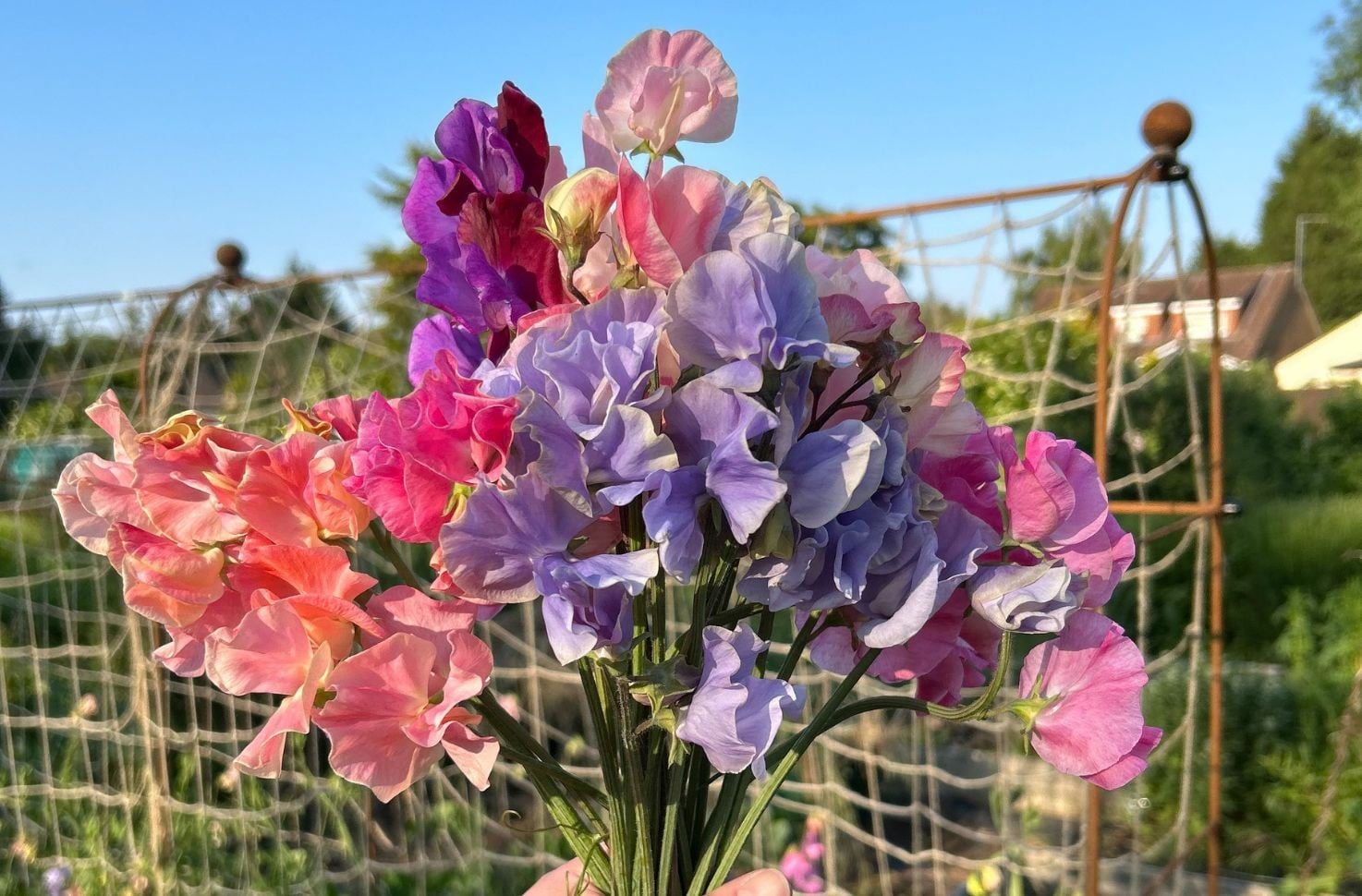 2023 Allotment Growing Roundup With Nicole Laird - Harrod Horticultural