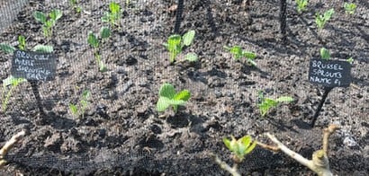 Beautiful warm weather - Harrod Horticultural