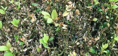 Box blight and very little rain - Harrod Horticultural