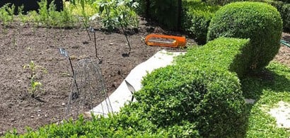 Box hedge trimming in the Kitchen Garden - Harrod Horticultural