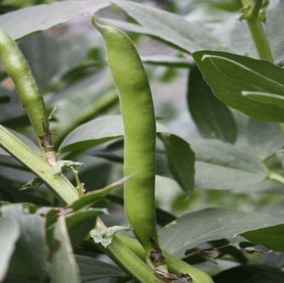 How to Grow Broad Beans