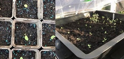 Challenging weather forecast - Harrod Horticultural