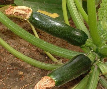 How To Grow Courgettes