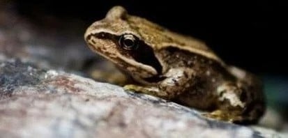 Frogs That Will Help Your Garden Grow & Thrive - Harrod Horticultural