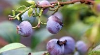 Growing Blueberries in Raised Beds - Harrod Horticultural