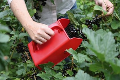 Harvesting & Storage