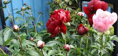 How to grow peonies - Harrod Horticultural