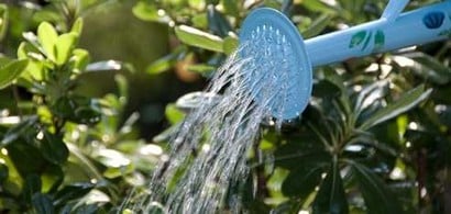 How to water your garden effectively & reduce water waste - Harrod ...