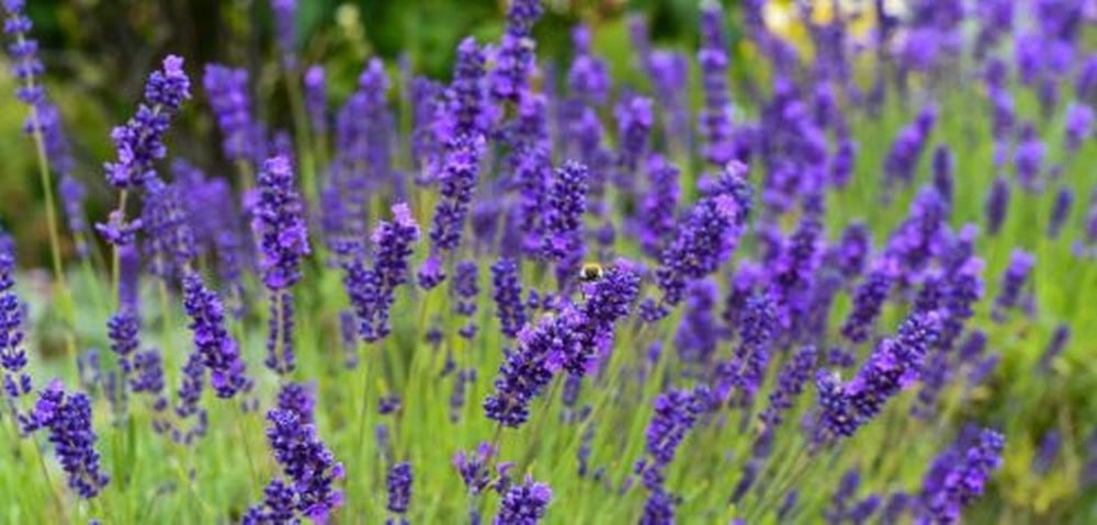 Keeping Bugs and Pests at Bay with Lavender and Rosemary Posies from ...
