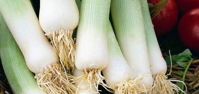 Lets talk about leeks - Garden Blog Harrod Horticutural