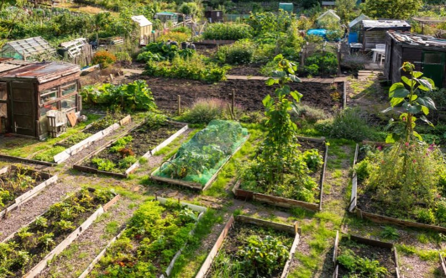 National Allotment Week 2025 - Harrod Horticultural
