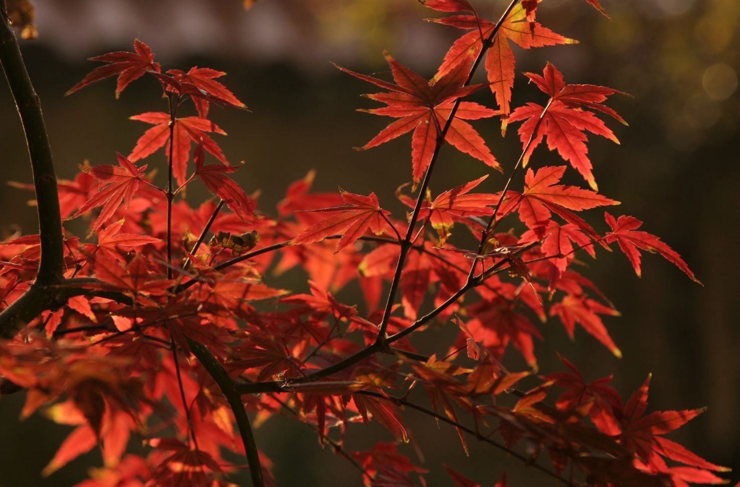 October Gardening & Landscaping Trends: 10 Top Ideas for Your Garden ...