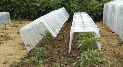 Growing in Open Ground