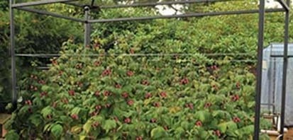 Raspberry Protection and Support - Harrod Horticultural
