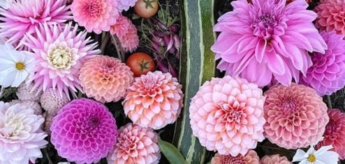 Spring is on its way! With Nicole Laird - Harrod Horticultural