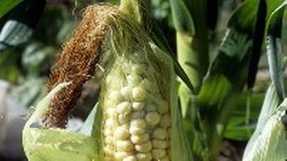 How to Grow Sweetcorn