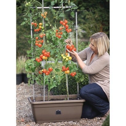 Tomato Success Kit - Harrod Horticultural