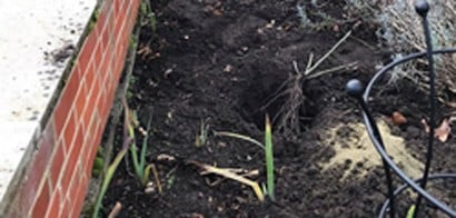 Using wood ash in the garden - Harrod Horticultural