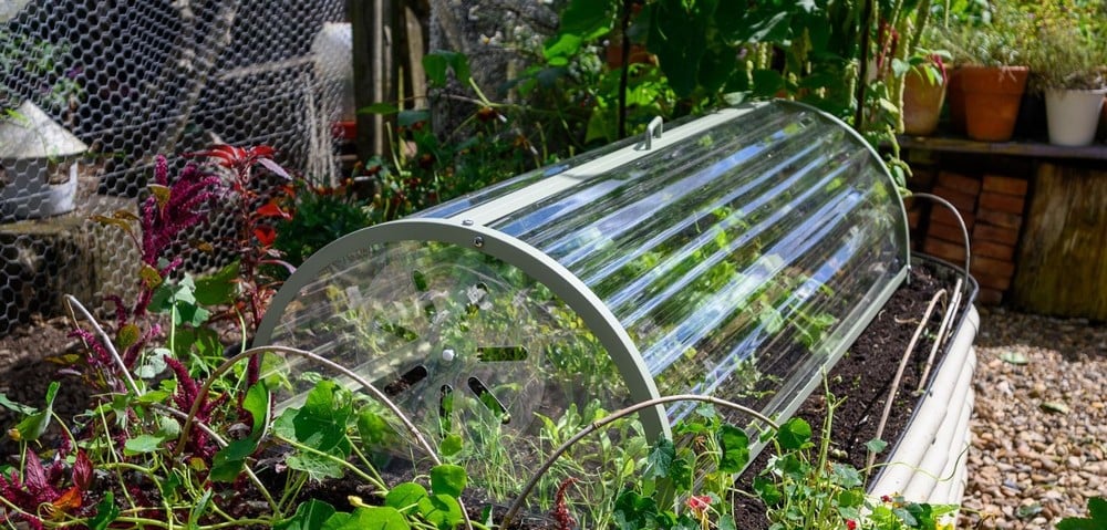Year-Round Gardening with the Harrod Longrow Cloche - Harrod Horticultural