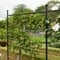 Espalier Growing Frame - Harrod Horticultural