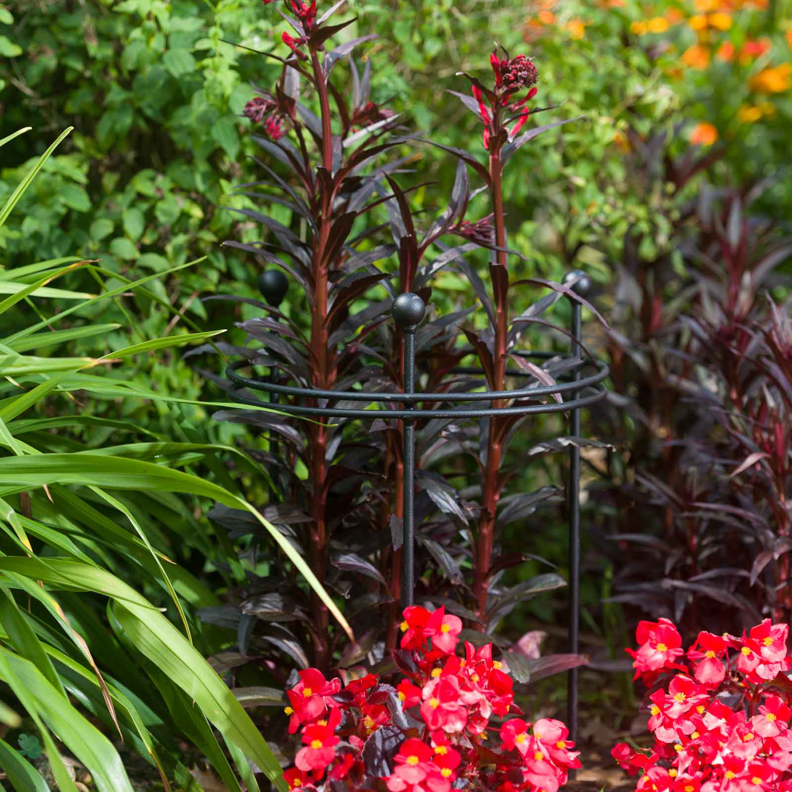 Harrod Short Circular Plant Supports Matt Black - Harrod Horticultural