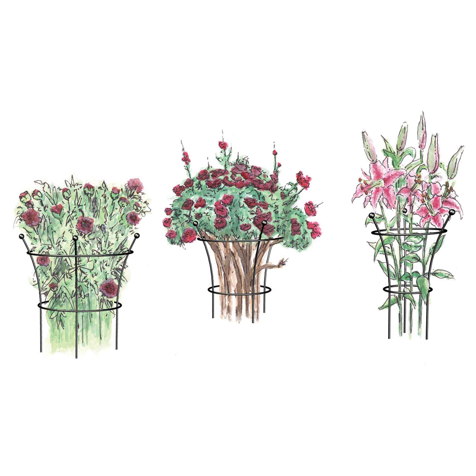 Peony Plant Supports in Black by Harrod Horticultural