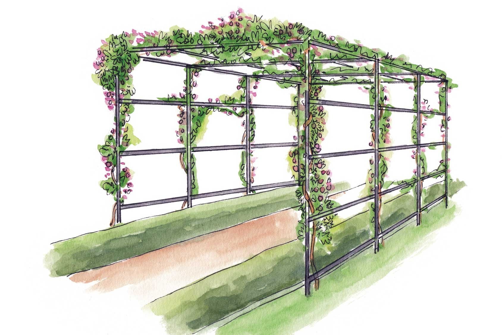 Square Garden Pergola - Harrod Horticultural