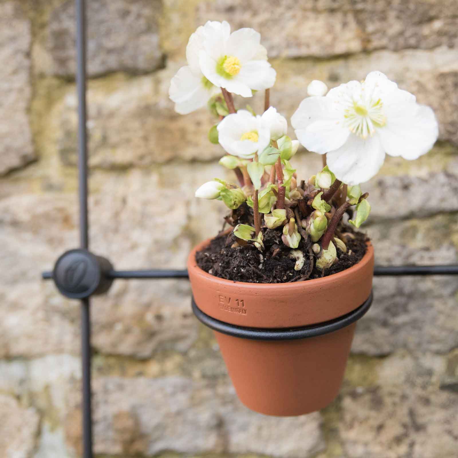 5 Finial Fan Trellis - Harrod Horticultural