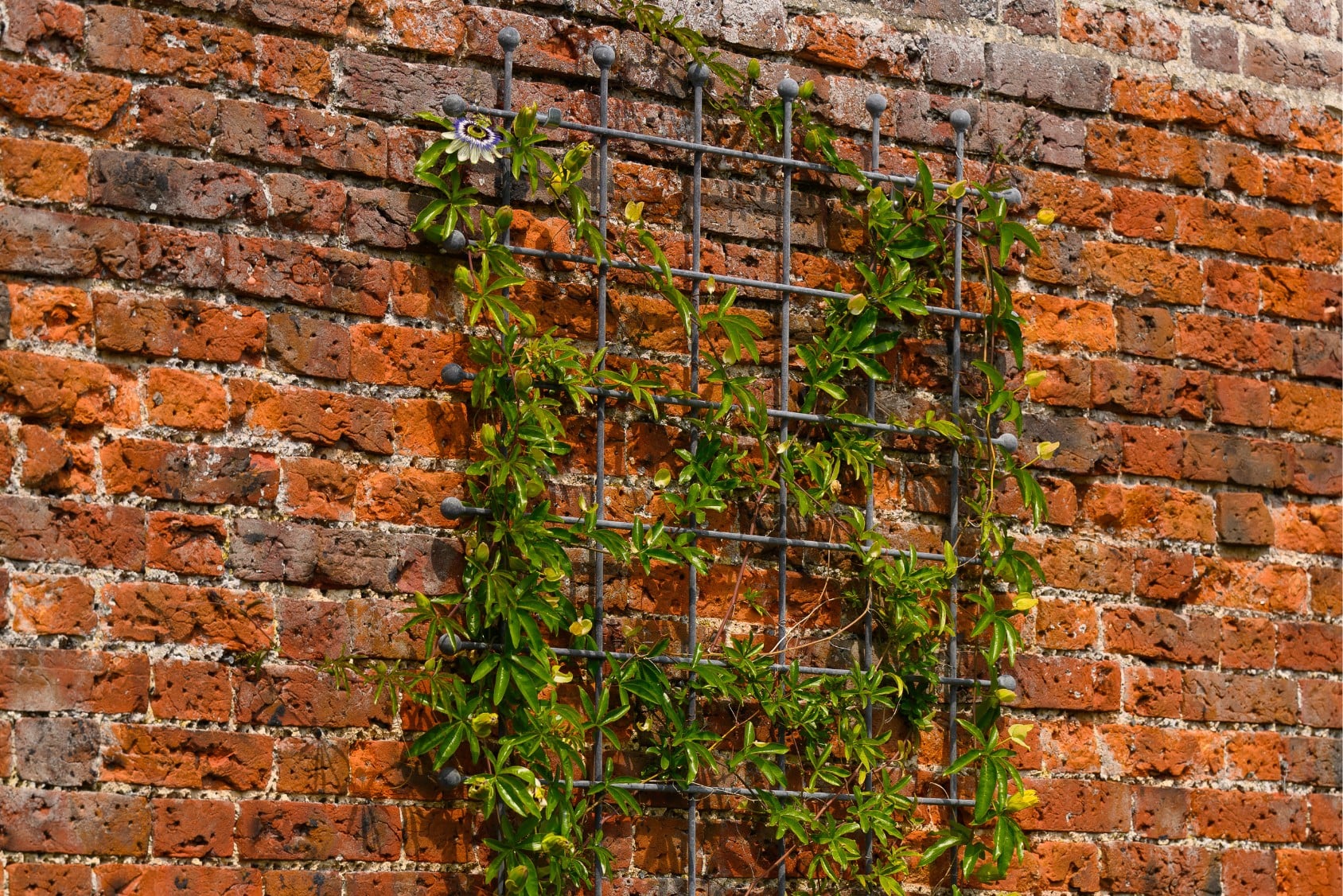 Southwold Decorative Trellis Panels - Harrod Horticultural