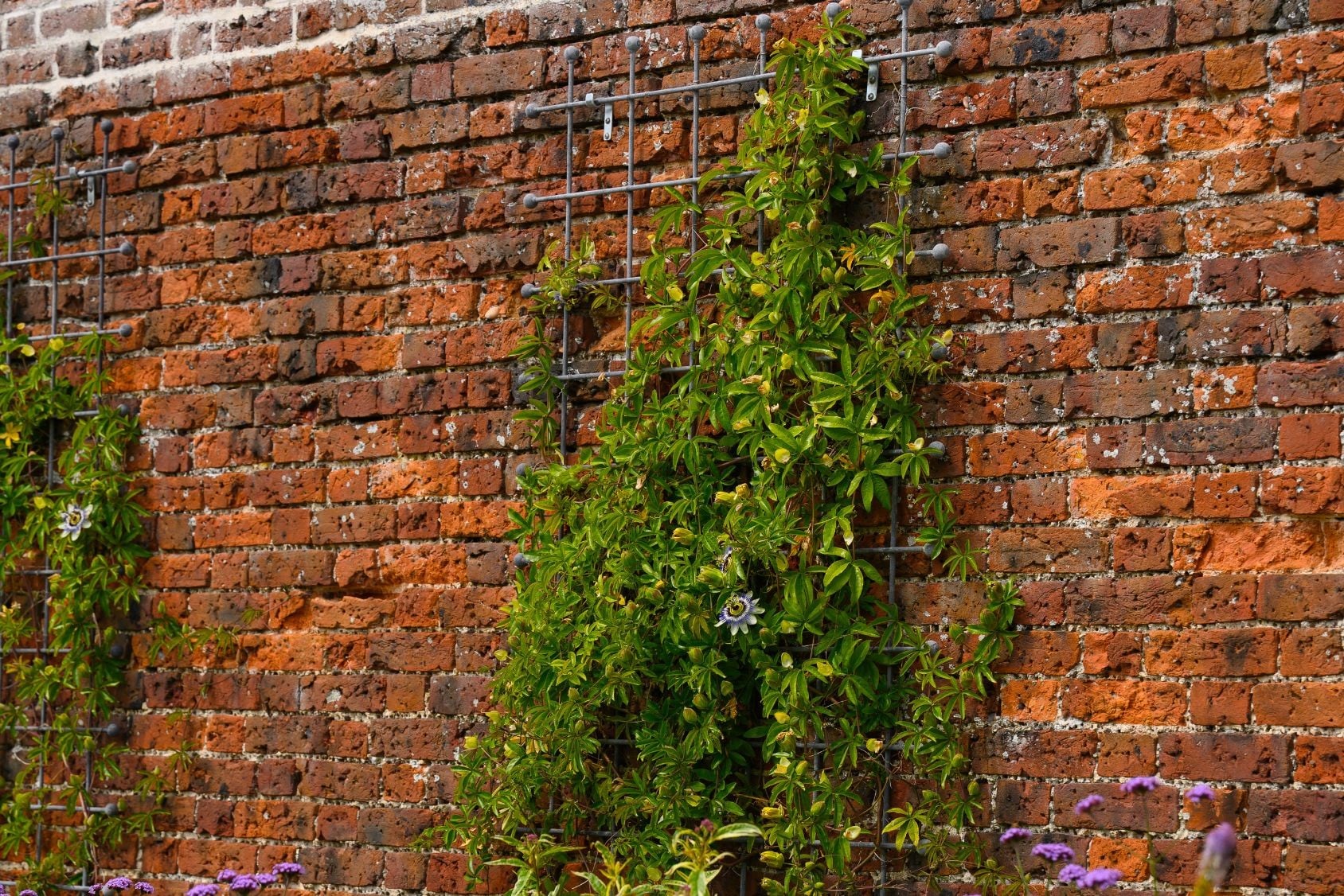 Southwold Decorative Trellis Panels - Harrod Horticultural