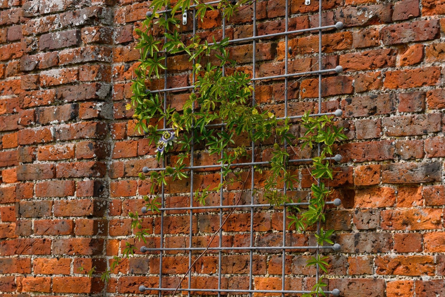 Southwold Decorative Trellis Panels - Harrod Horticultural