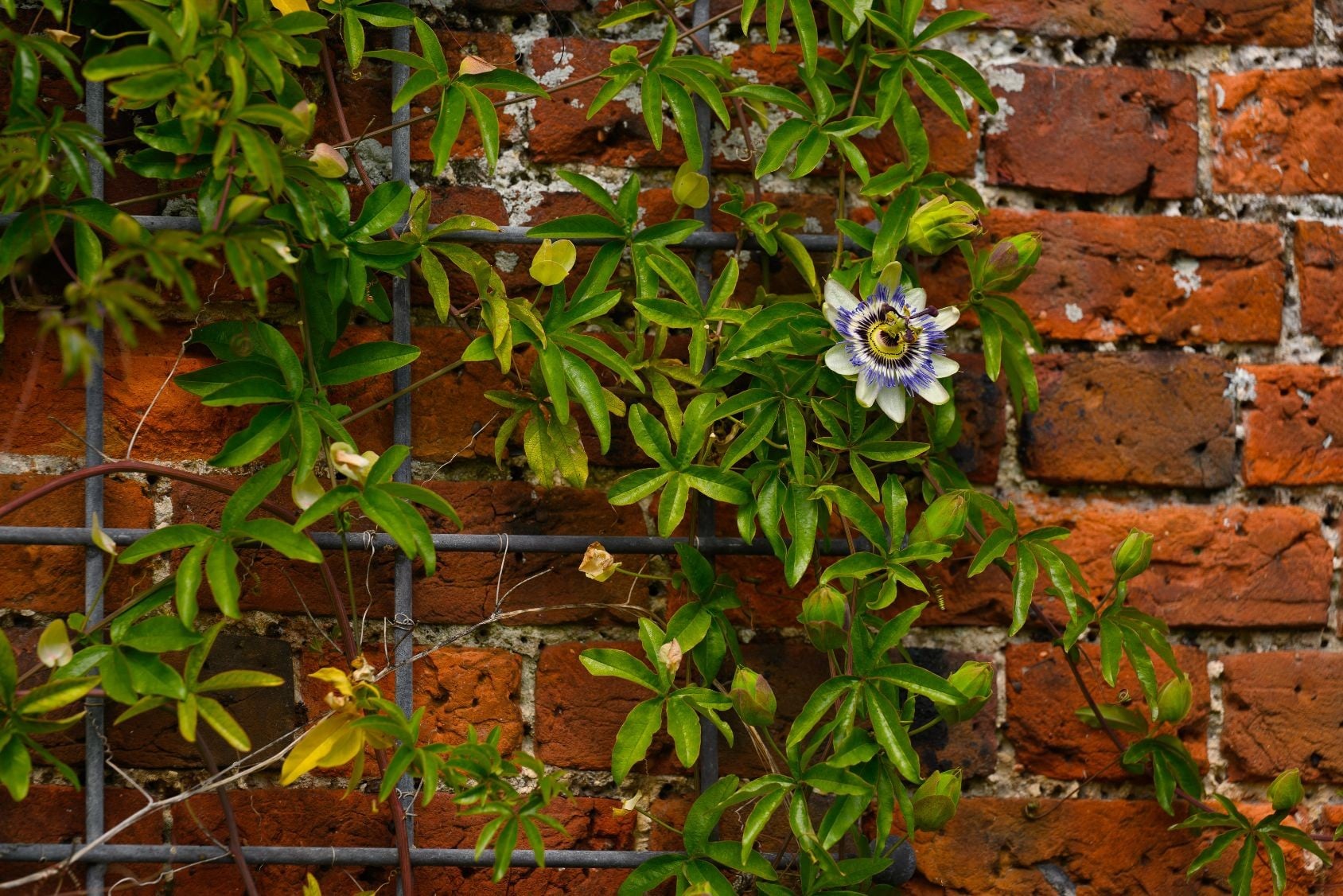 Southwold Decorative Trellis Panels - Harrod Horticultural