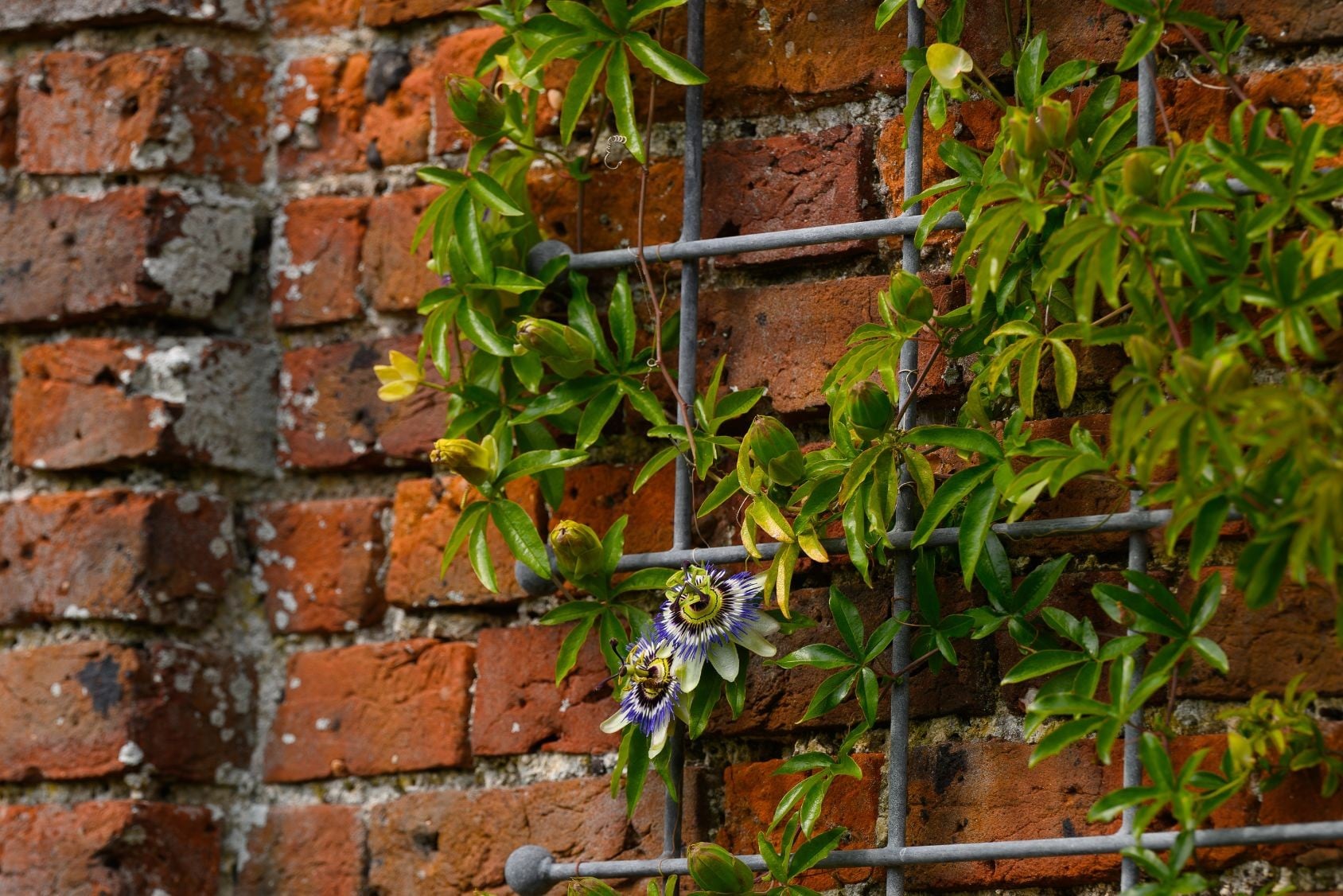 Southwold Decorative Trellis Panels - Harrod Horticultural