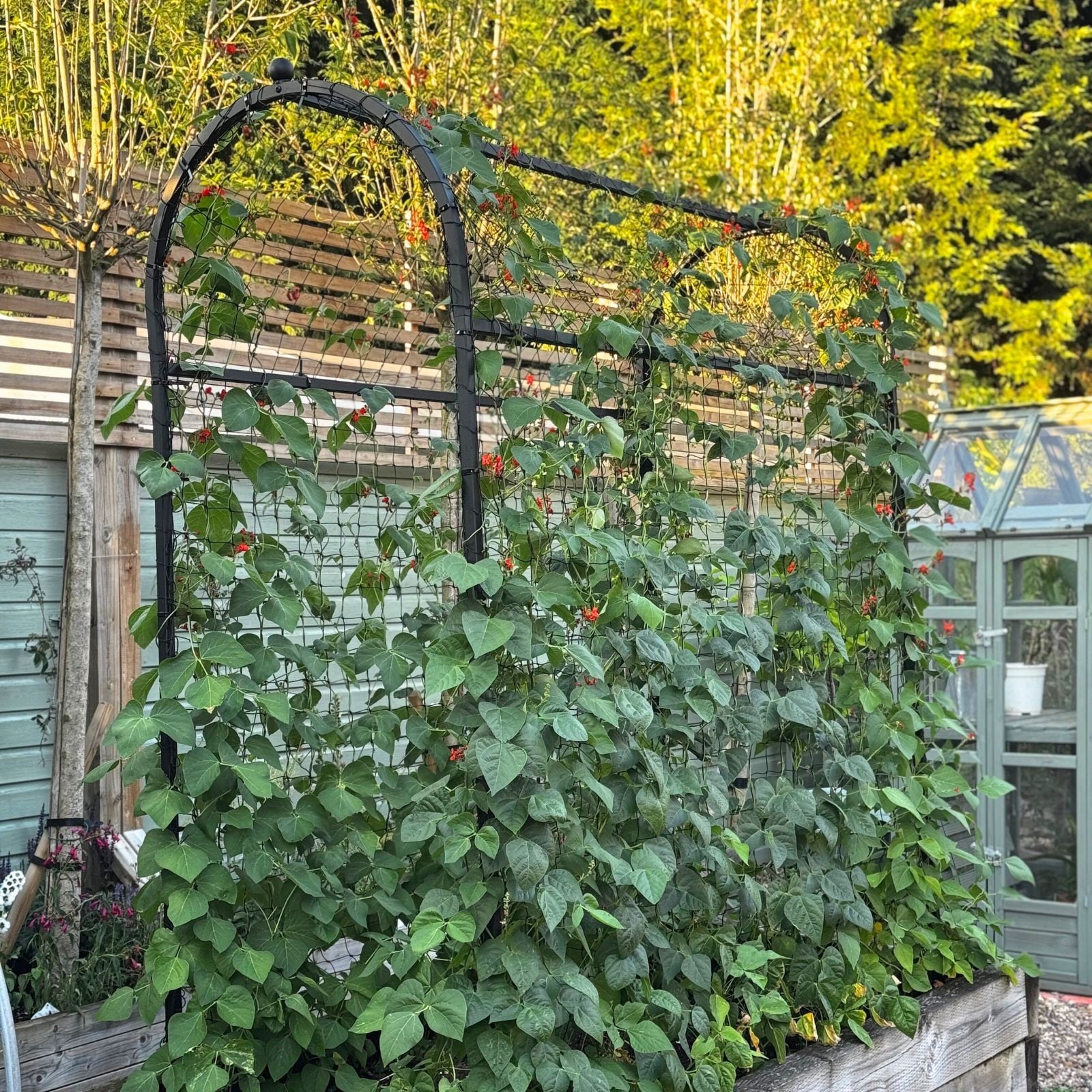 Harrod Superior Bean Frame - Harrod Horticultural