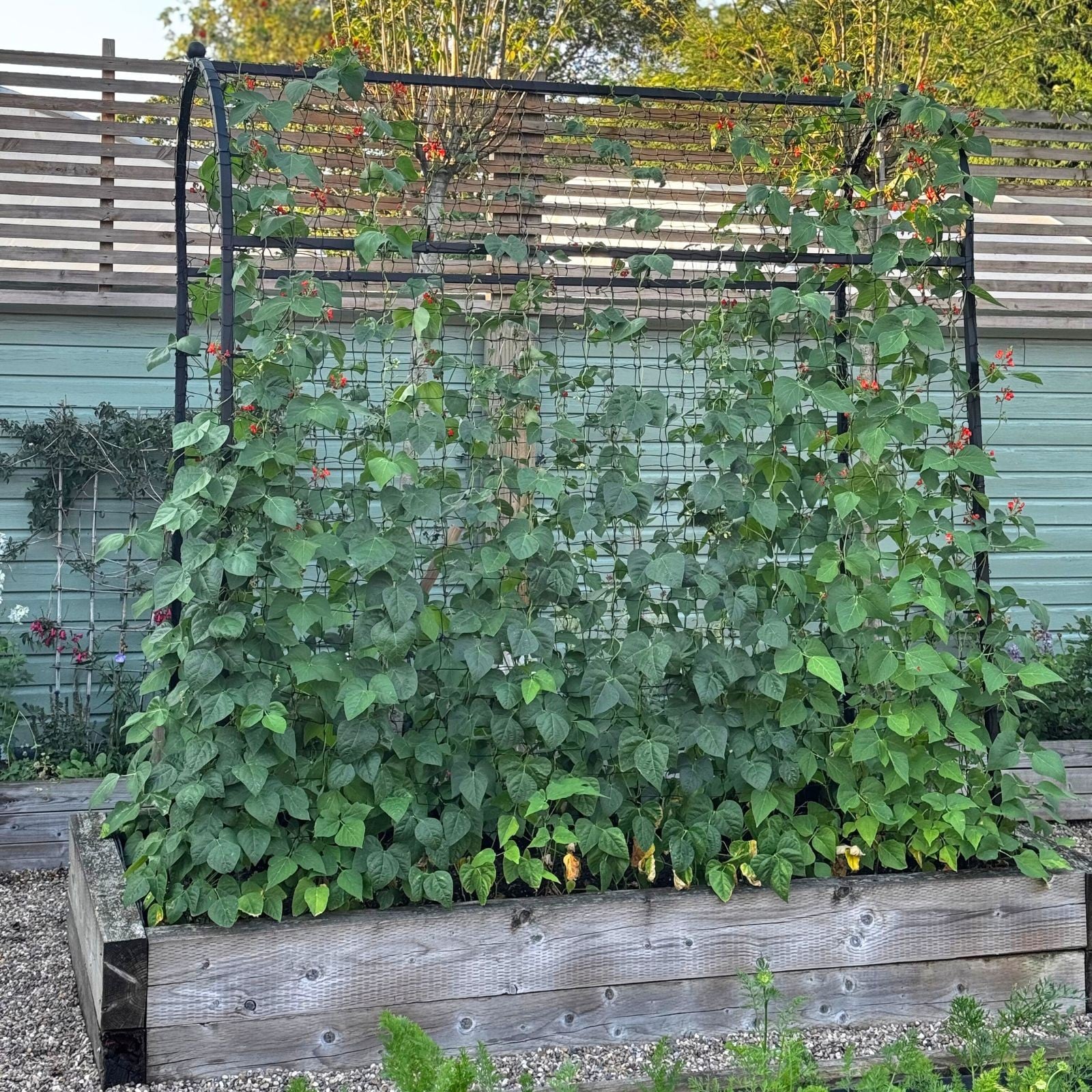 Harrod Superior Bean Frame - Harrod Horticultural