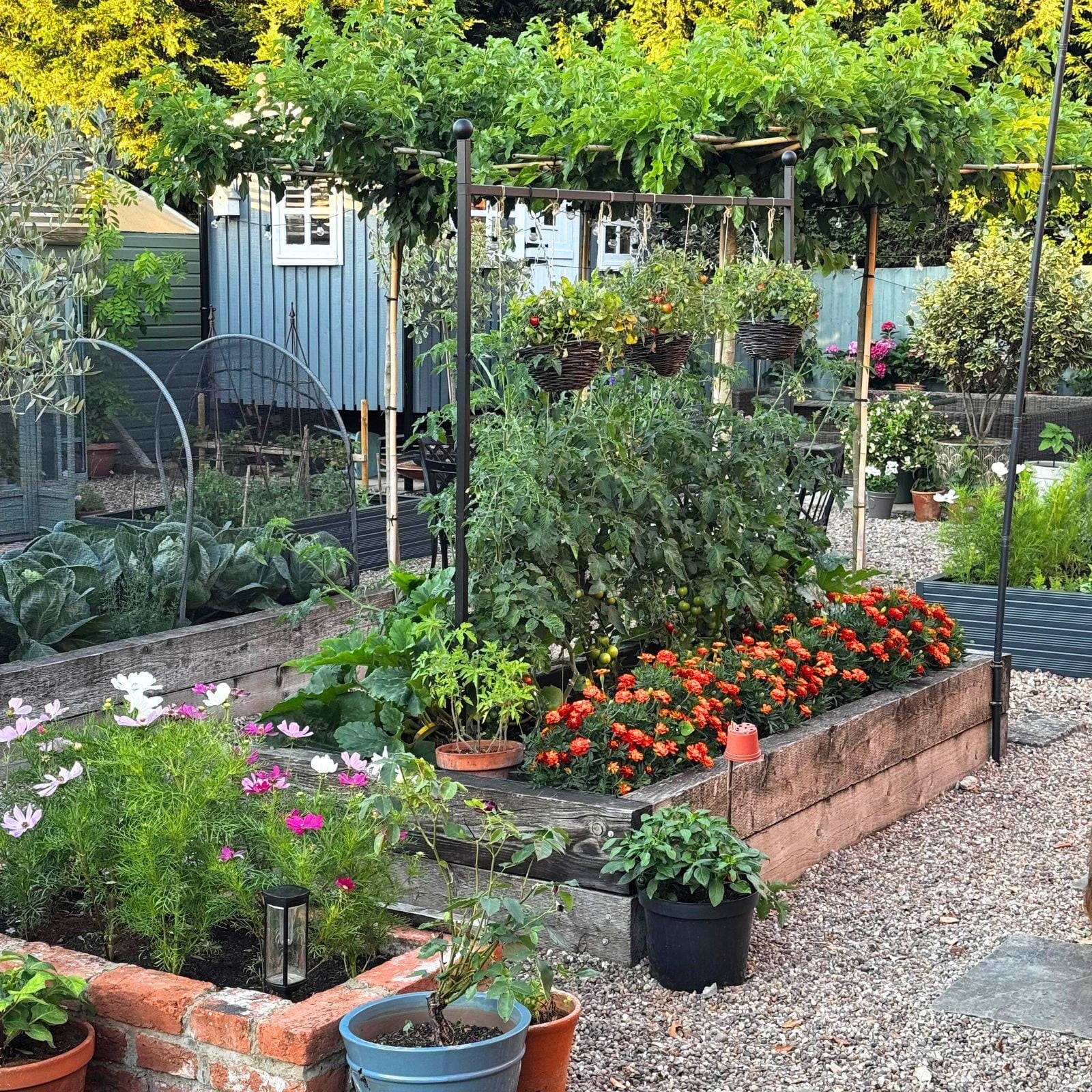 Espalier Growing Frame - Harrod Horticultural