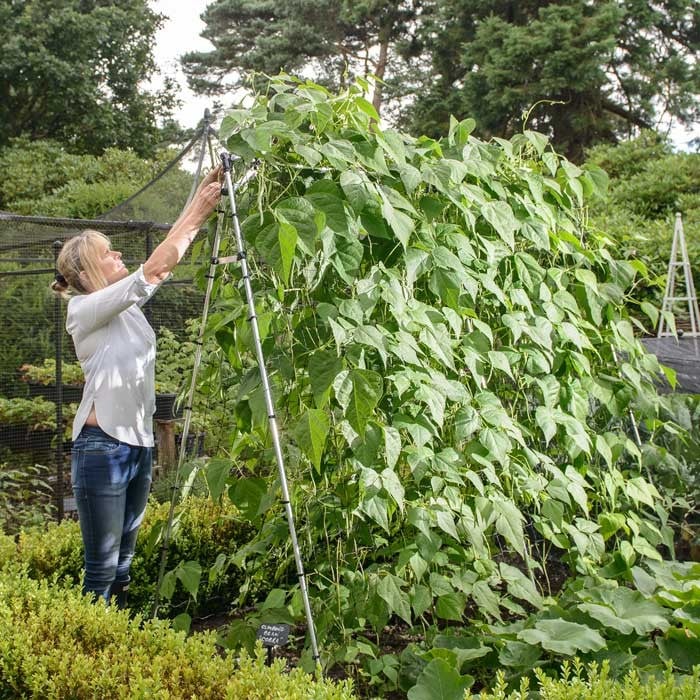 Harrod Slot & Lock® Bean and Pea Support Frames - Harrod Horticultural (UK)