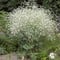 Crambe cordifolia - Colewort - Harrod Horticultural