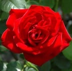 Chevy Chase Rambling Rose - Harrod Horticultural