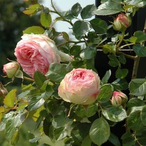 Eden Rose Climbing Rose - Harrod Horticultural
