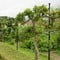 Espalier Growing Frame - Harrod Horticultural