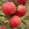 Organic Red Falstaff (R) Apple Trees - Harrod Horticultural