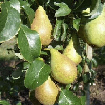 Organic Concorde Pear Trees - Harrod Horticultural