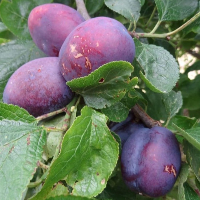 Organic Herman Plum Tree - Harrod Horticultural