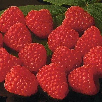 Raspberry Autumn Bliss (pack of 6 canes) - Harrod Horticultural