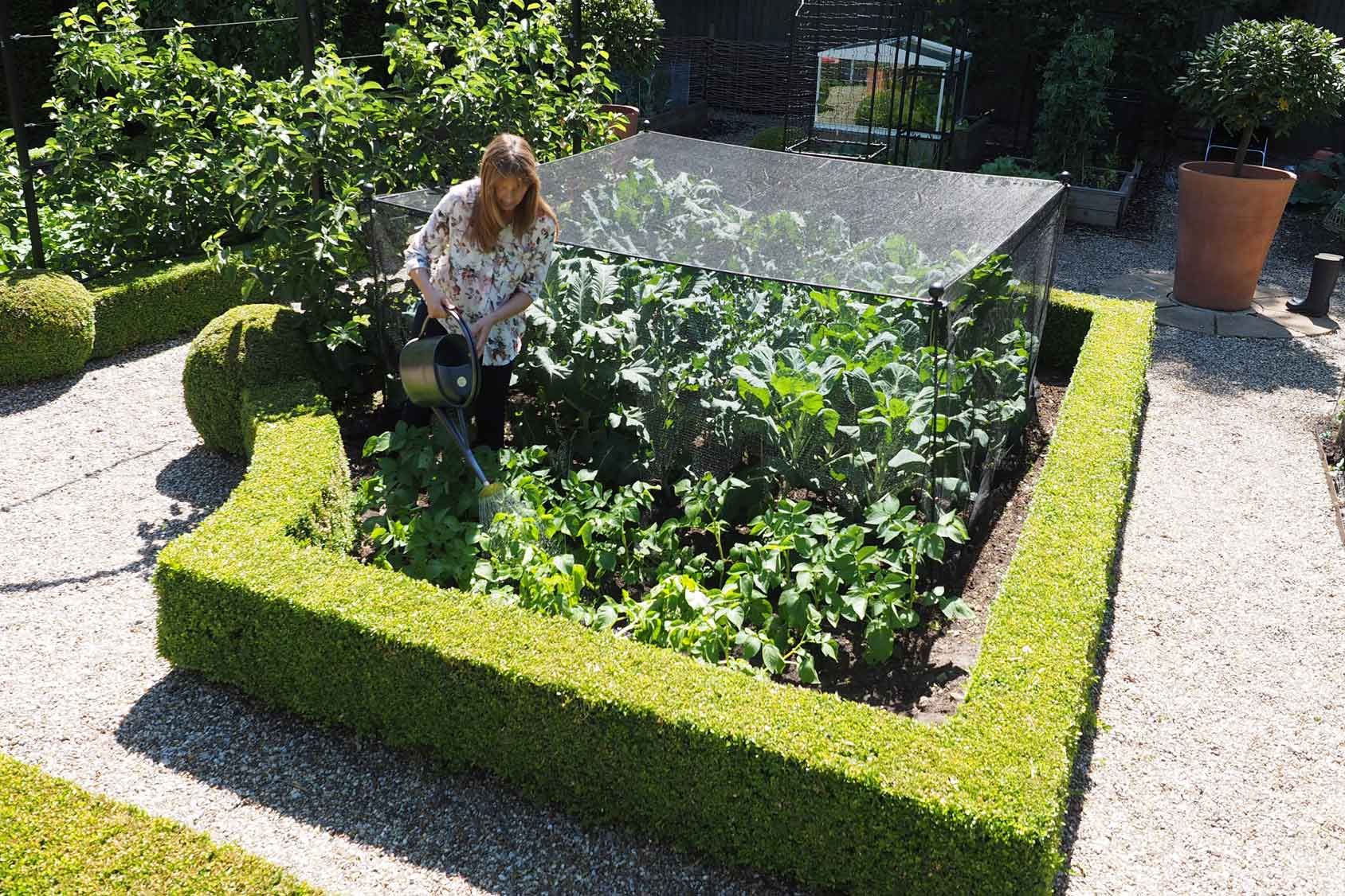 Vintage Fruit & Vegetable Cages Matt Black - Harrod Horticultural