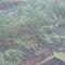 Ultra Fine Insect Mesh Netting - Harrod Horticultural