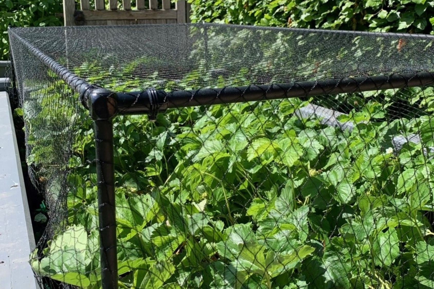 Harrod Black Aluminium Strawberry Cage - Harrod Horticultural (UK)