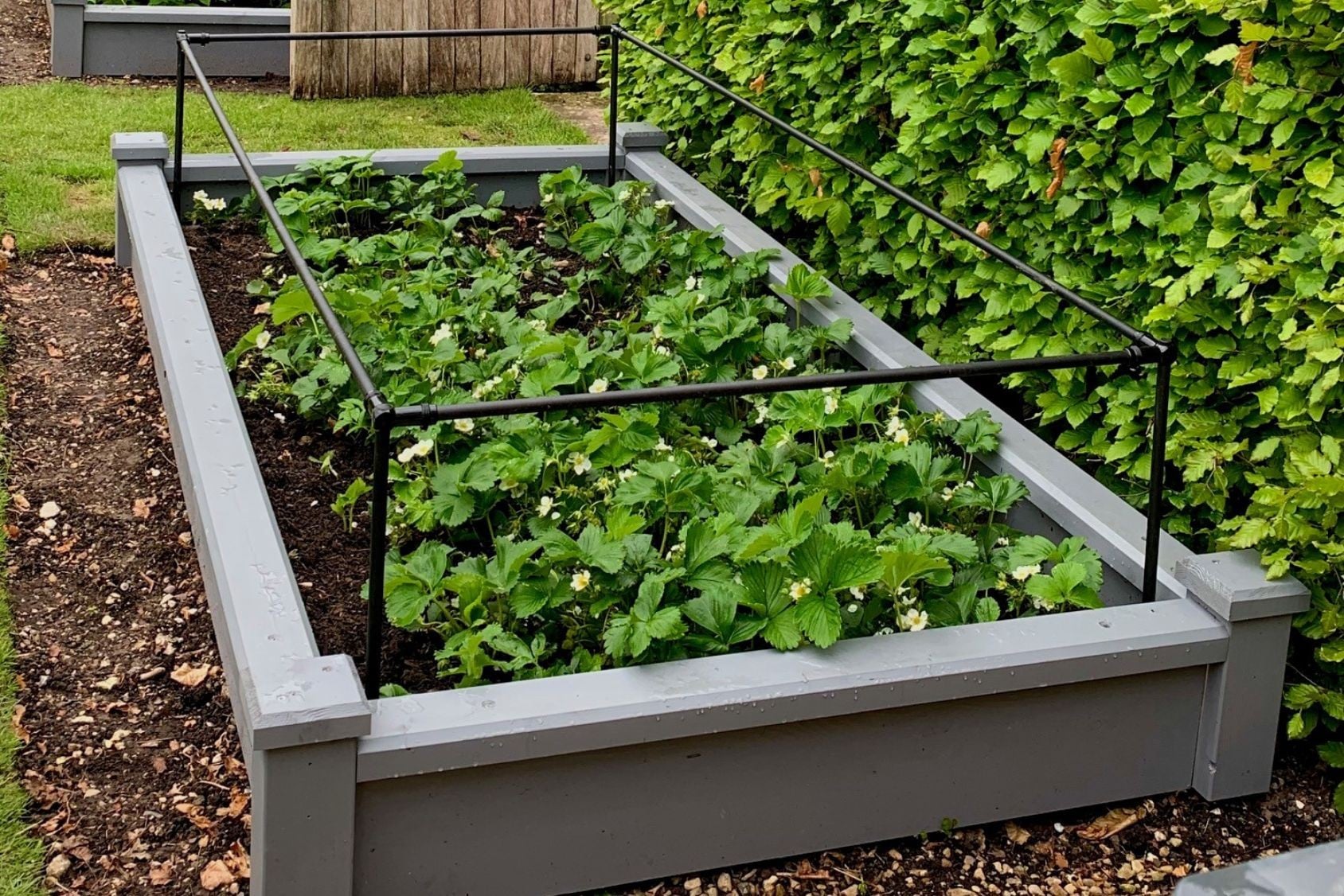 Harrod Black Aluminium Strawberry Cage - Harrod Horticultural (UK)