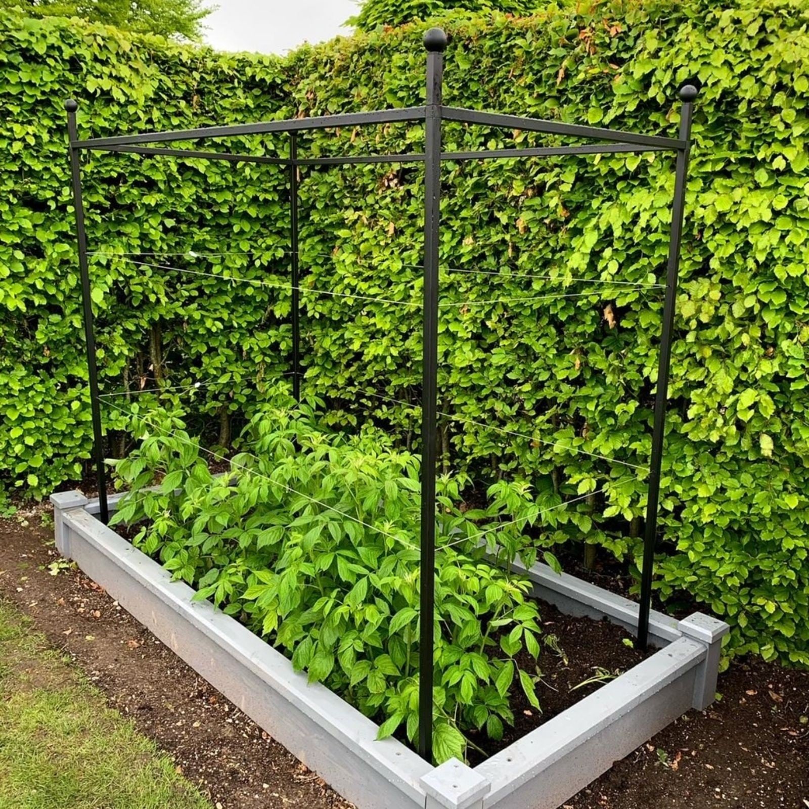 Autumn Raspberry Support Frames - Harrod Horticultural